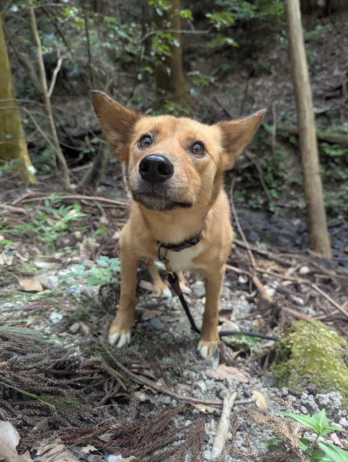 Pet Adoption | Dog & Cat Shelter | Heart Tokushima