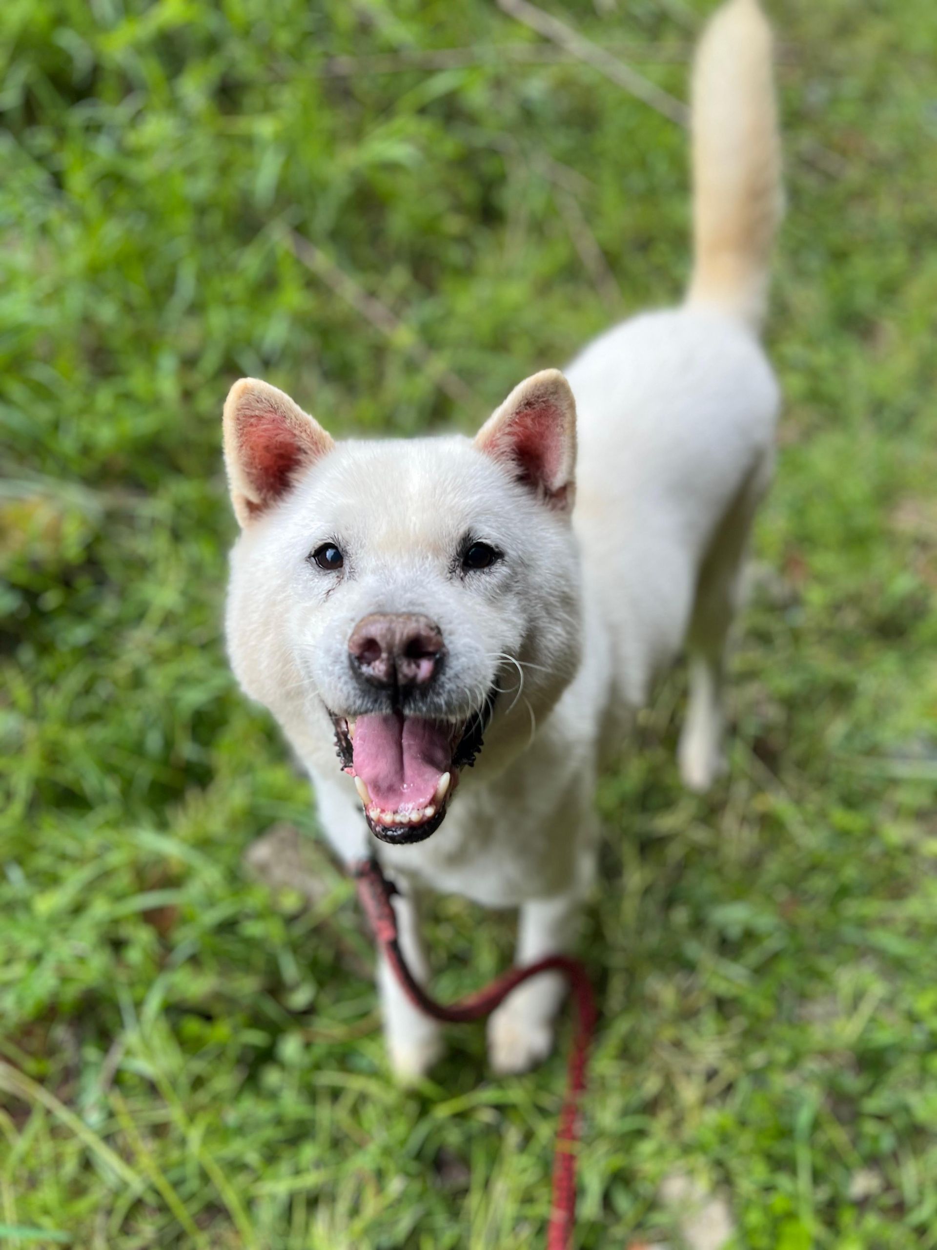 Pet Adoption | Dog & Cat Shelter | Heart Tokushima