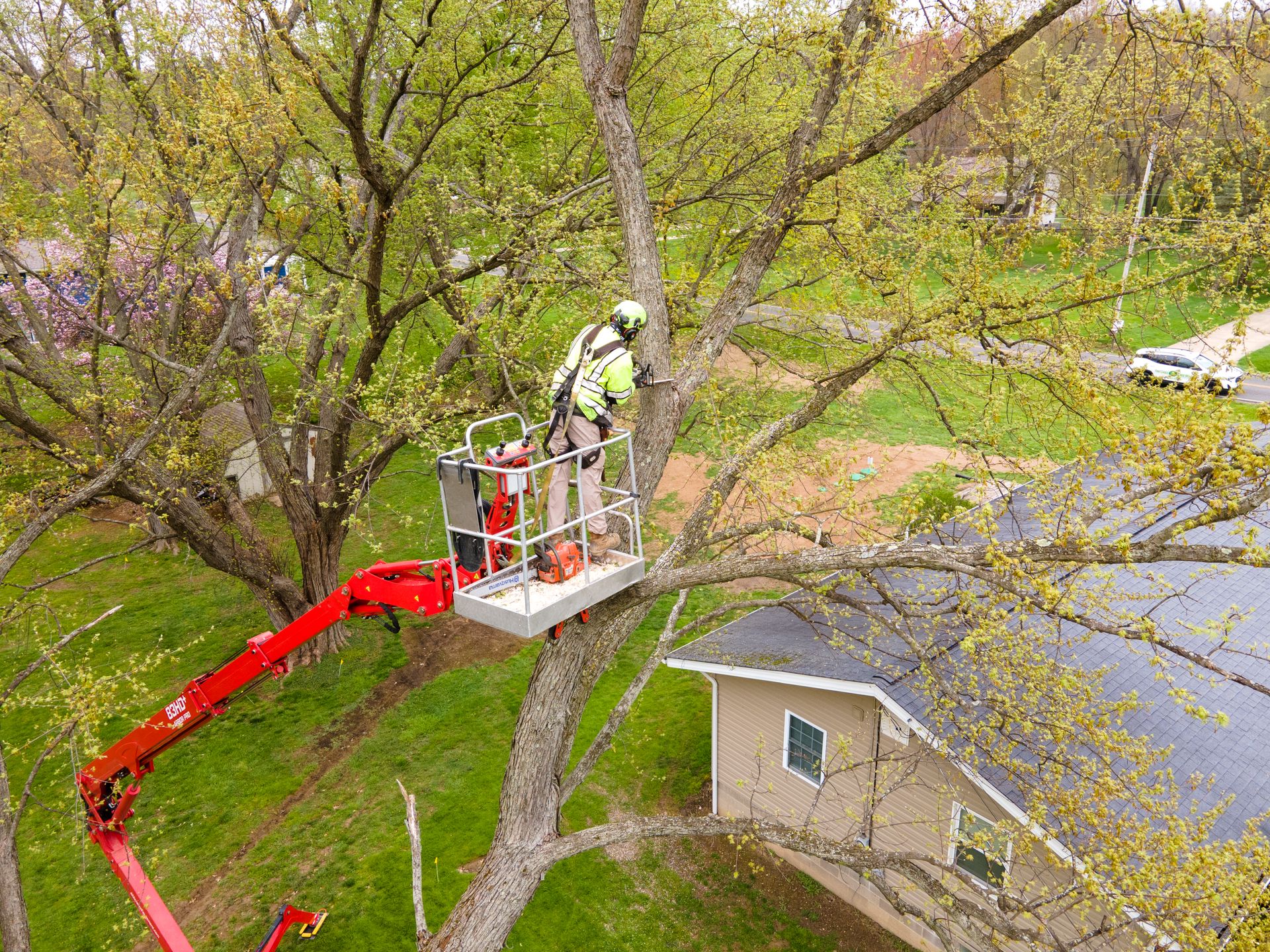 THE CERTIFIED ARBORISTS AT TITAN ARBOR CARE ARE EXPERTS AT TREE PRUNING ...