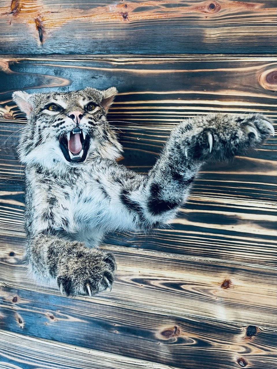 Wildlife Taxidermy | Waverly, TN