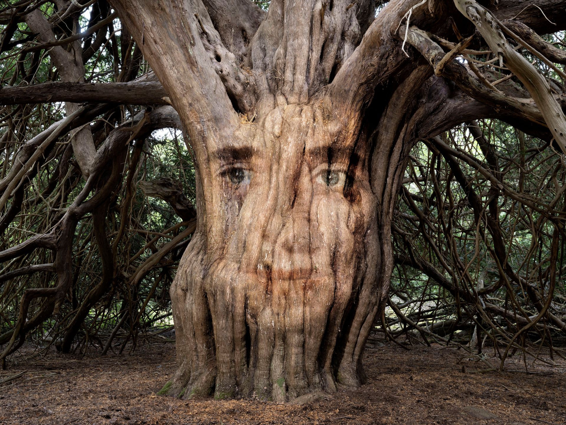 Ancestor Trees | Photographic Art | Andy Wiener