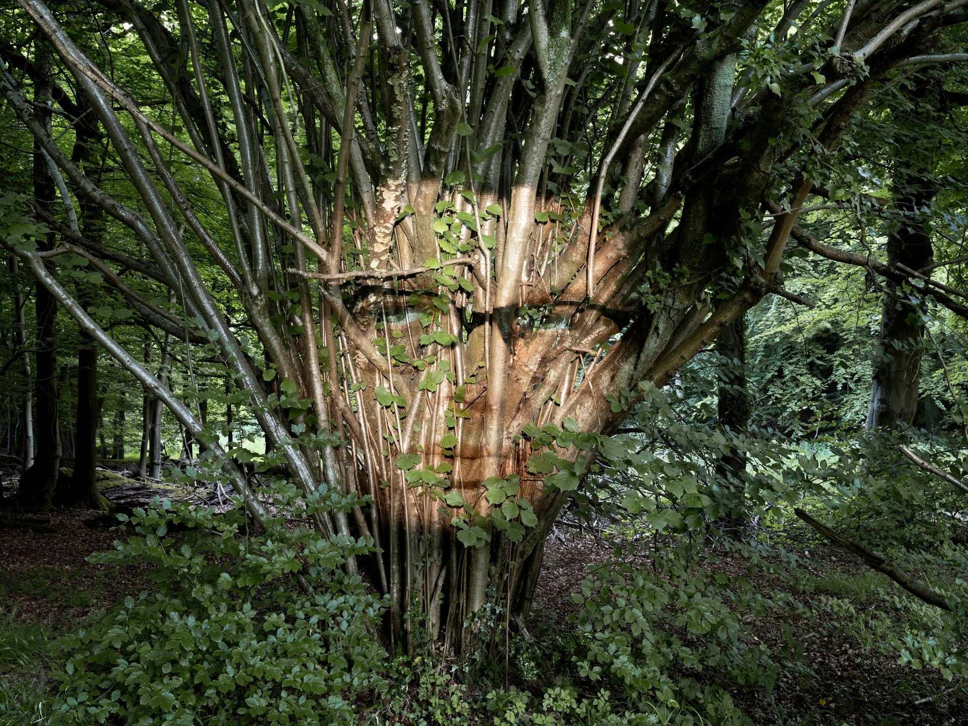 Ancestor Trees | 2022 Photographic Art Collection | Andy Wiener