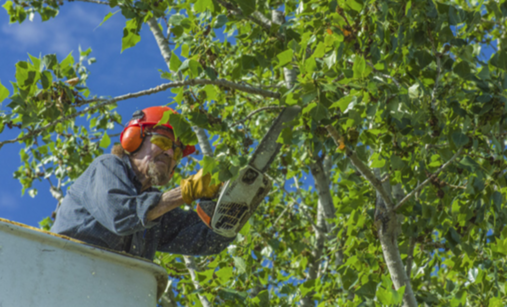 Gallery | Madison, MS | Ross Tree Service, LLC