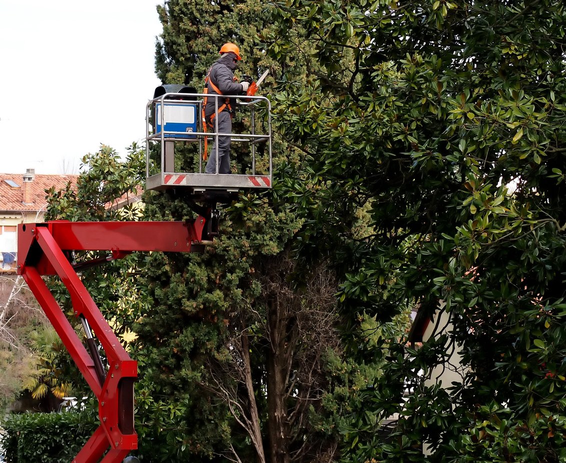 Brown's Tree Care | Brown's Tree Care | Northwest Arkansas