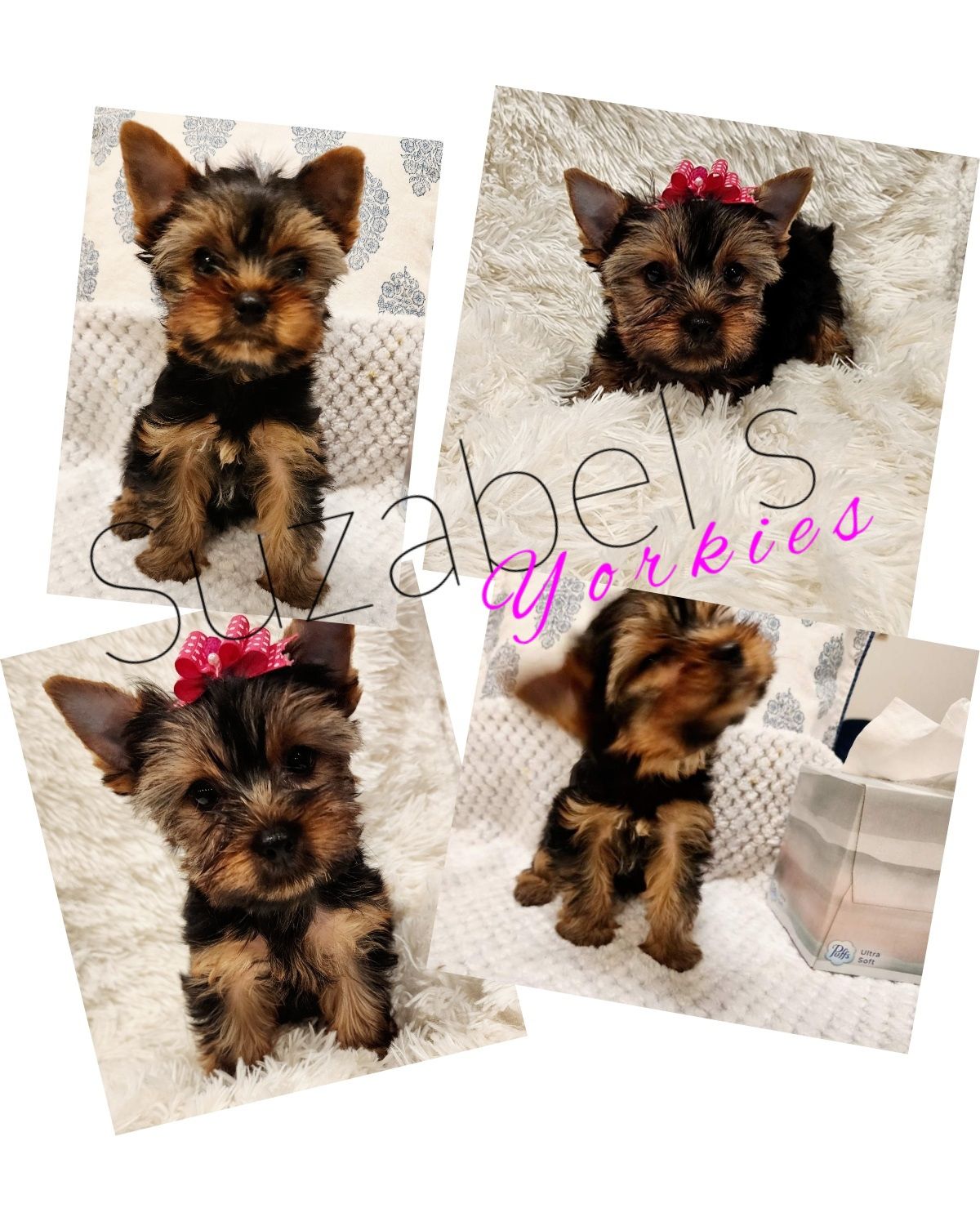 Yorkie Breeder | Suzabel's Yokies | Southern California