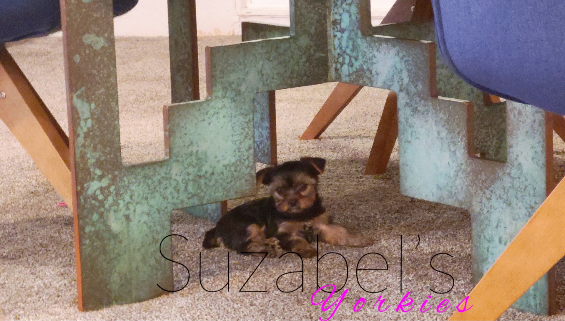 Yorkie Breeder | Suzabel's Yokies | Southern California
