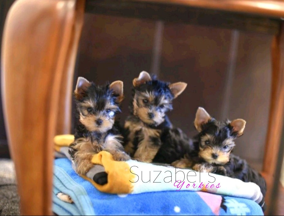 Yorkie Breeder | Suzabel's Yokies | Southern California