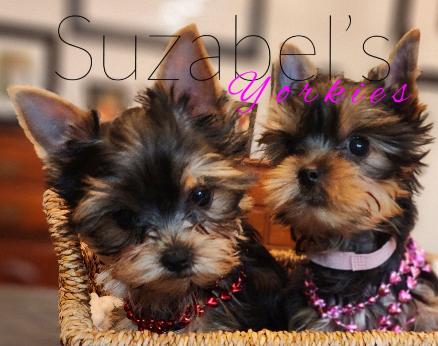 Yorkie Breeder | Suzabel's Yokies | Southern California