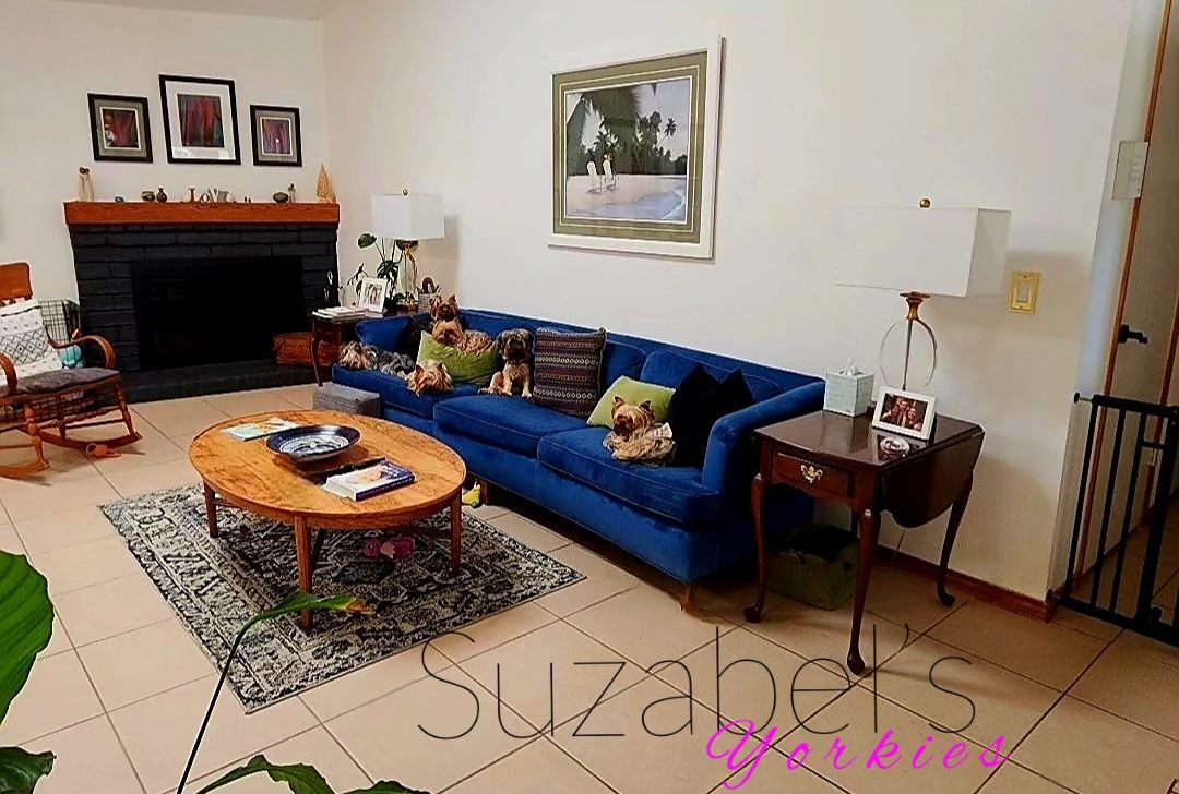 Yorkie Breeder | Suzabel's Yokies | Southern California