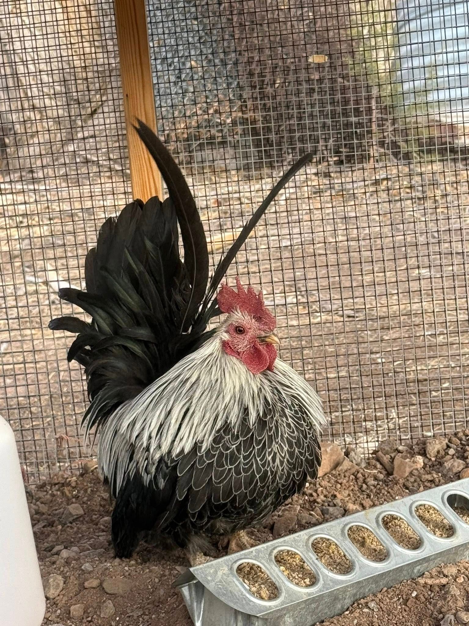 Chicken Breeds | EllaBea Creations & Hatchery