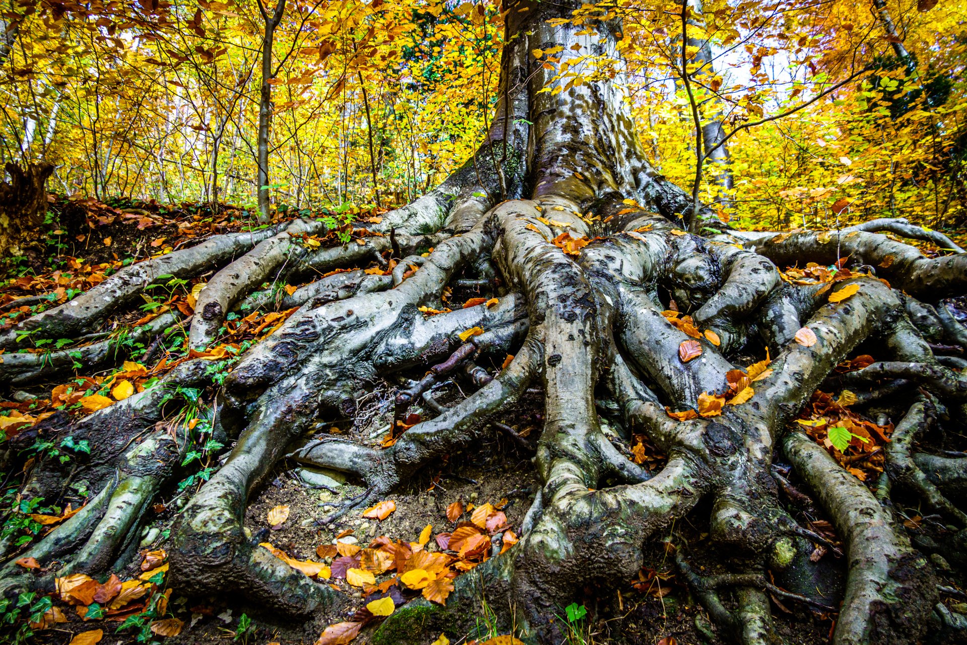 The Type of Care Needed for Native Trees in North Carolina | Hill's ...