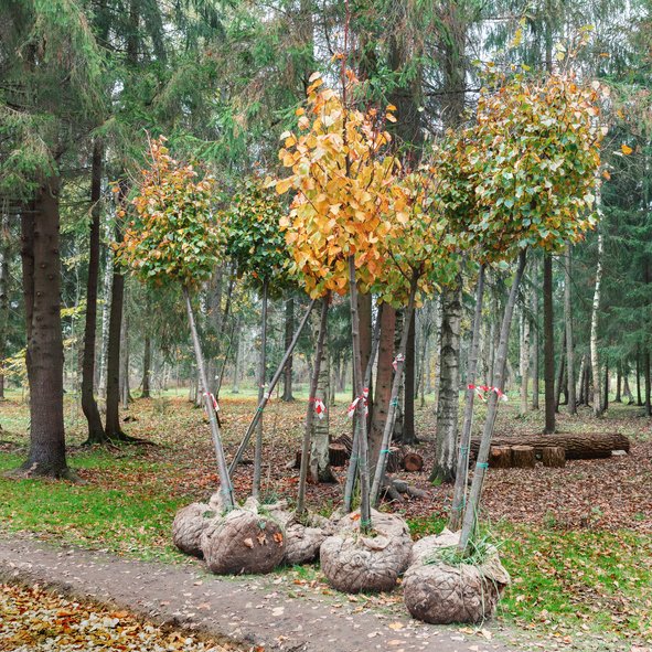 The Type of Care Needed for Native Trees in North Carolina | Hill's ...