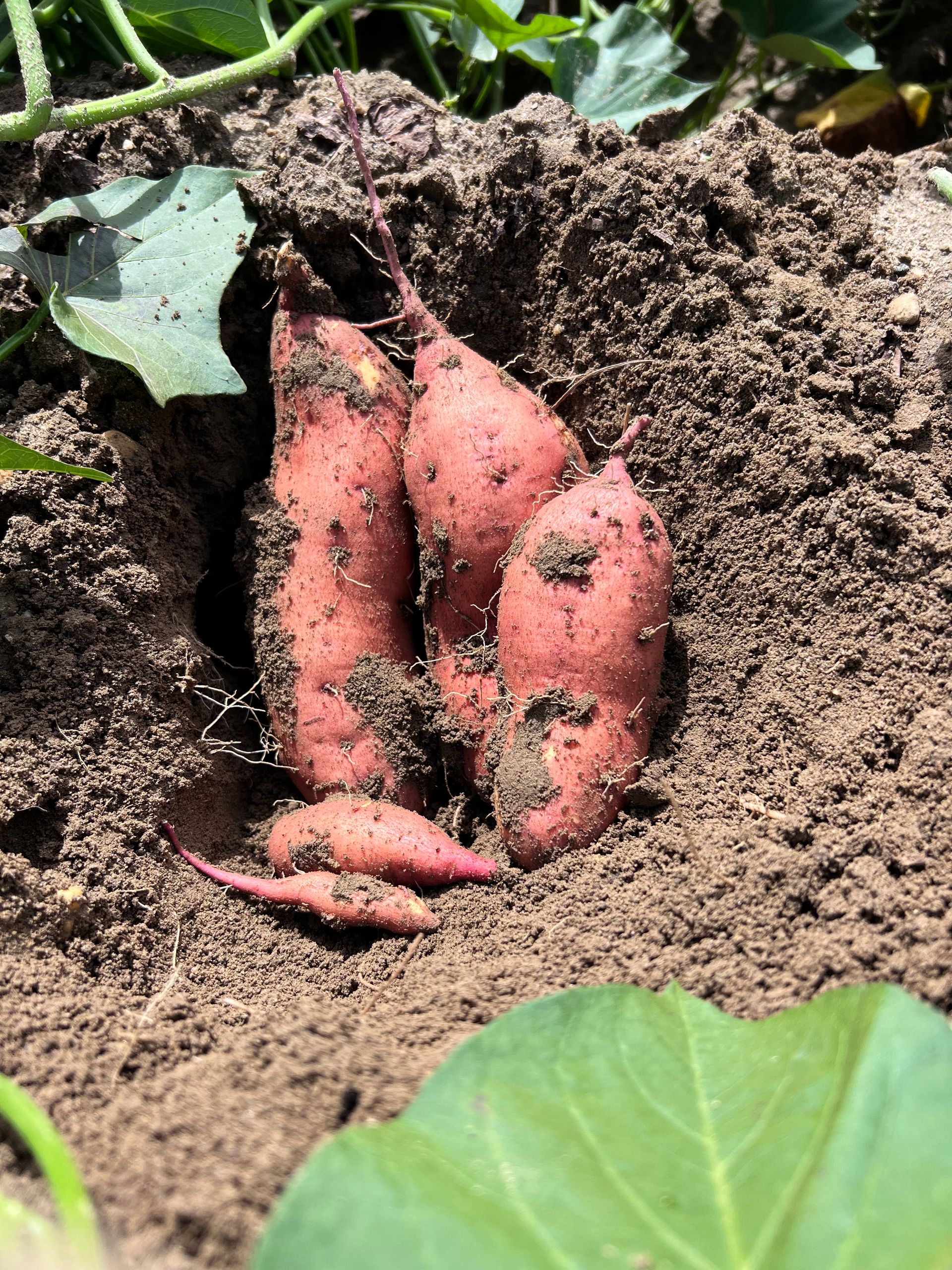 Winslow Produce Junction | Home