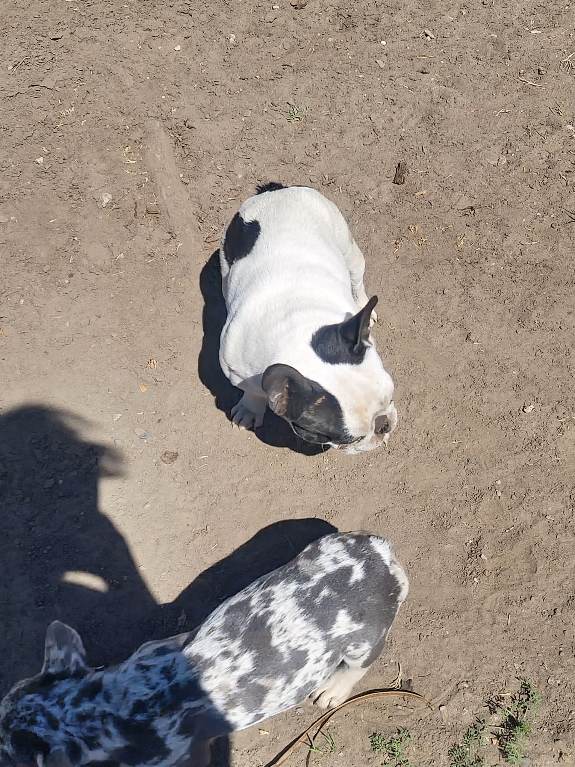 High Desert's French Bulldogs- Home of the World's Smallest Purebreds