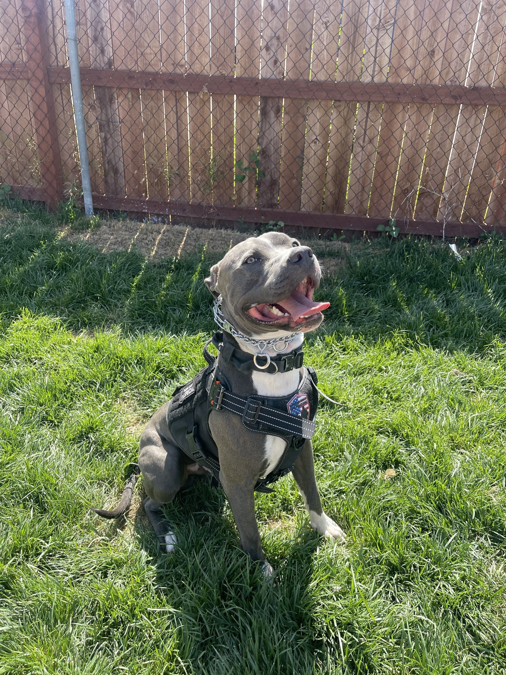 Working Dogs For Warriors