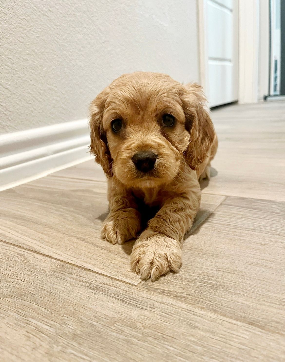 Em's Doods Cutest Doods in Texas