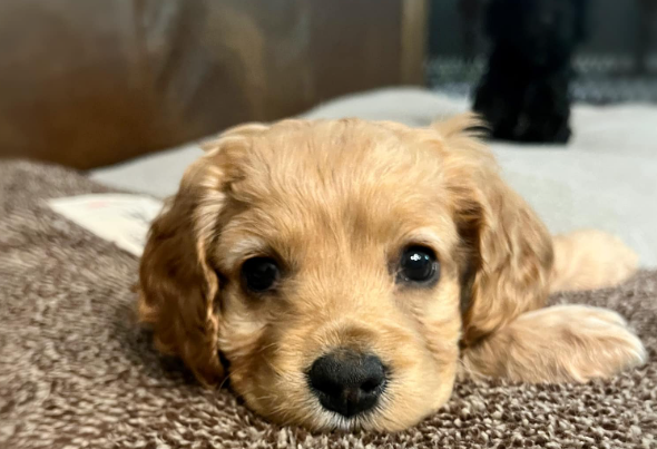 Doods From Previous Litters Em's Doods