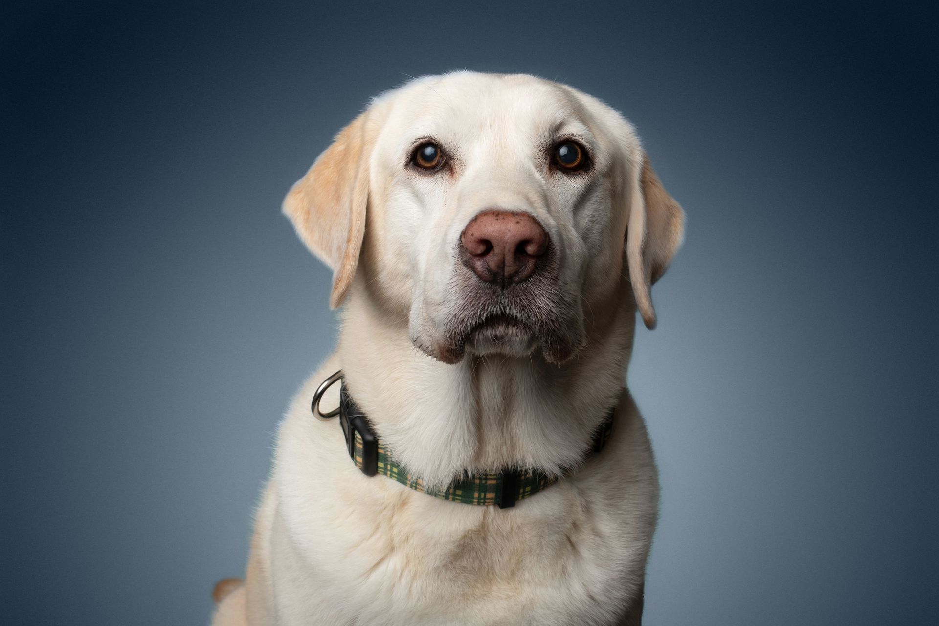 Pets Headshots Dallas | Dogs Headshot Photgrapher | Cats Headshot ...