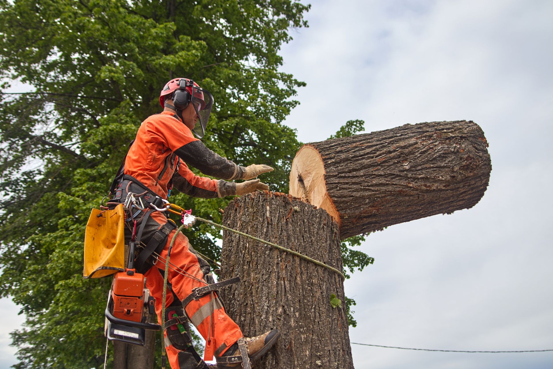 Expert Tree Services in Macon, GA | Keene Tree Service