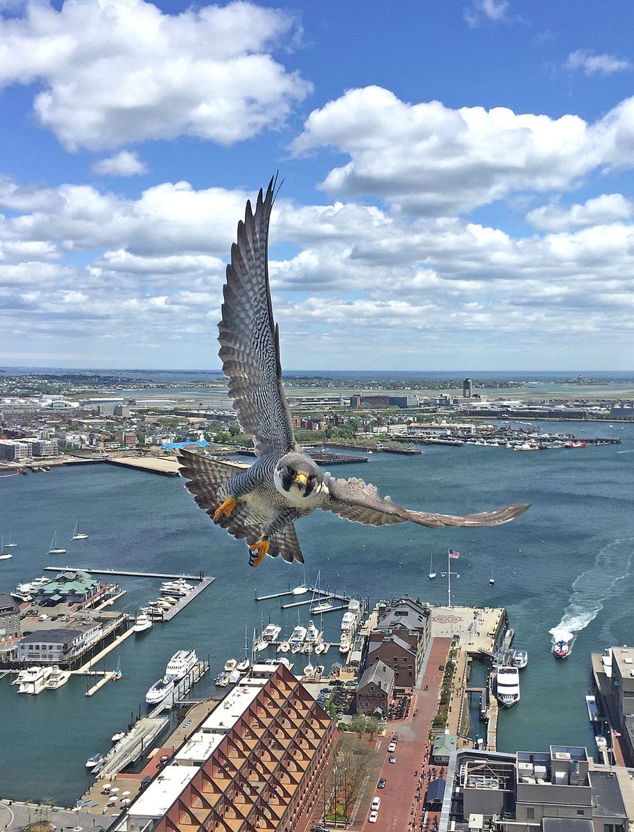 BostonHarbor.com What To Do On Boston's Harbor & Waterfront.