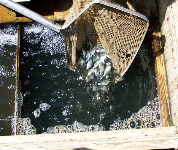 Fish Hatchery, Baby Walleye, Perch, Blue Gills, Fingerlings, Fishing ...