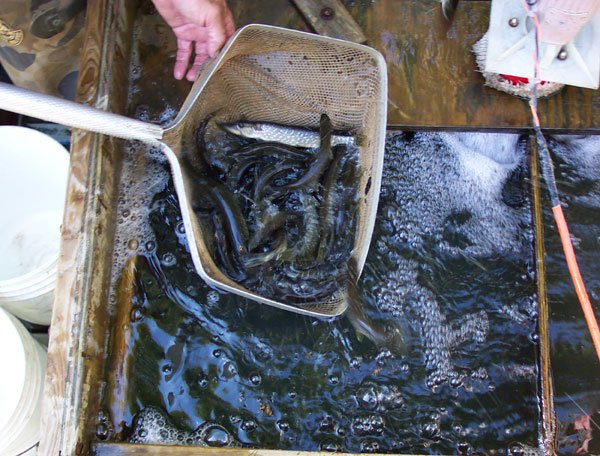 Fish Hatchery, Baby Walleye, Perch, Blue Gills, Fingerlings, Fishing ...