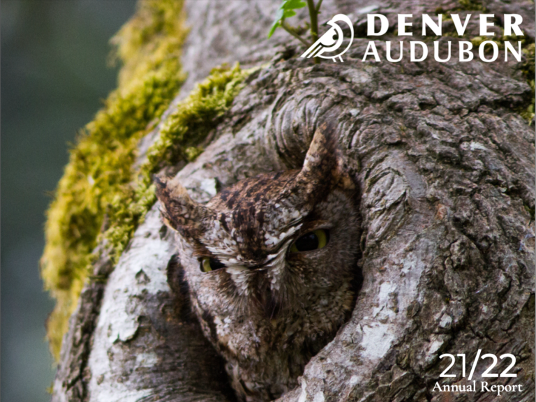 Bird-Friendly City Initiatives | Denver Audubon | Denver, CO