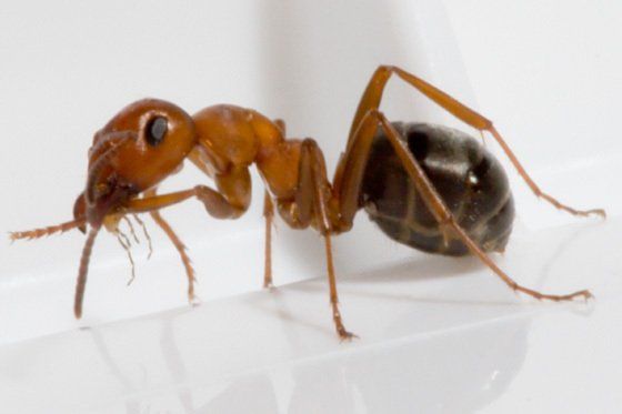 Pest Identification - Las Vegas, NV – Swat Bug Killers