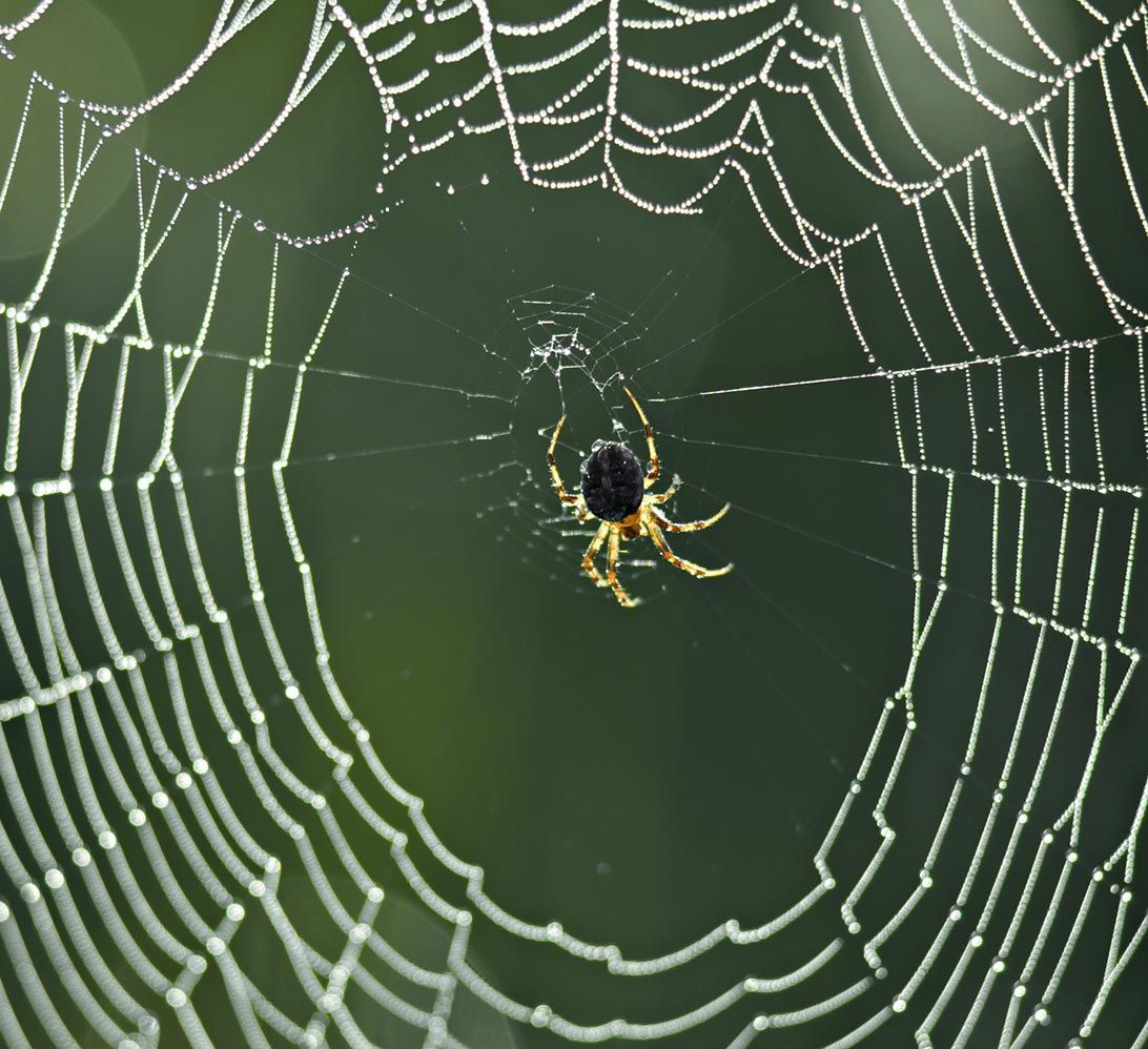 Bug Information - Las Vegas, NV – Swat Bug Killers