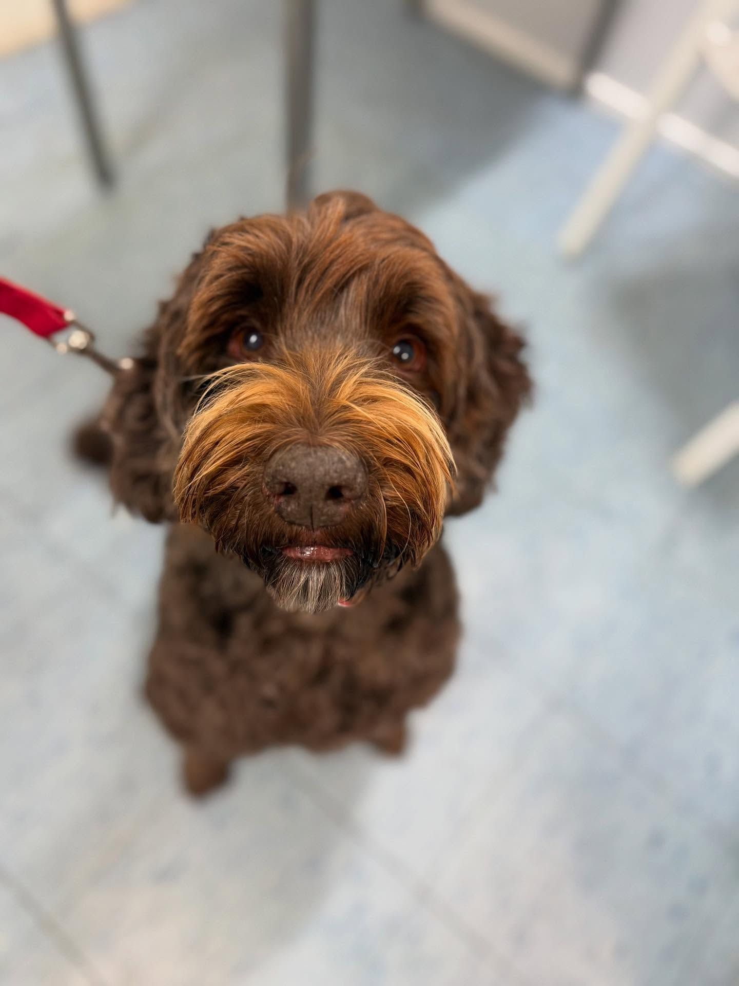 Flea Treatment Diamond Beach | Barrington Coast Vets