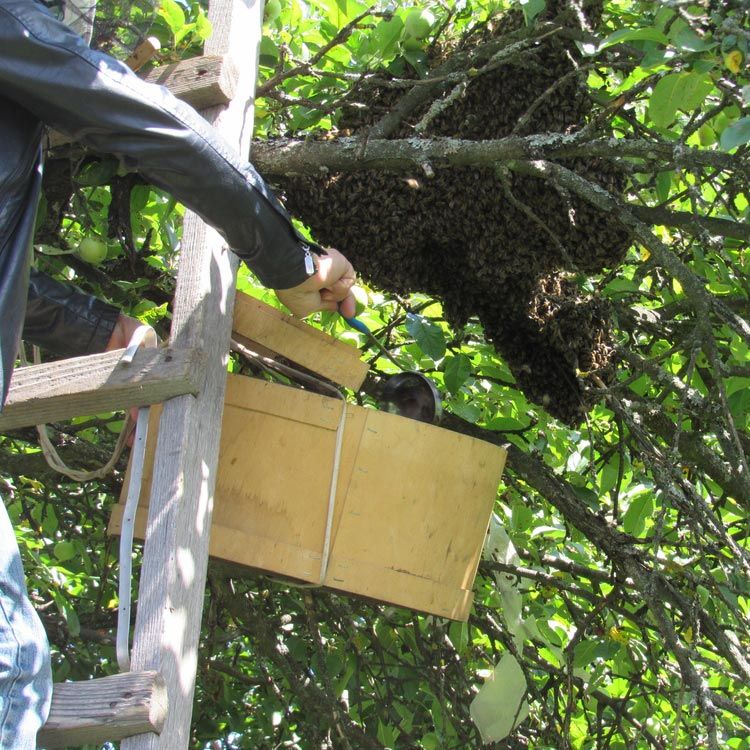 Bee Removal in Wagga Wagga | Above the Rest Pest Solutions