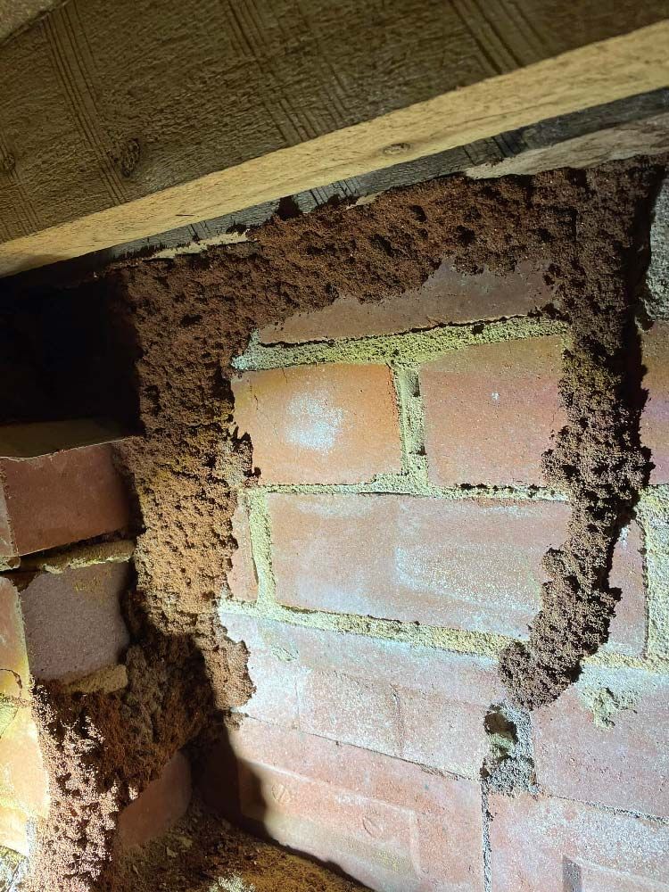 Termite Treatment in Wagga Wagga | Above the Rest Pest Solutions