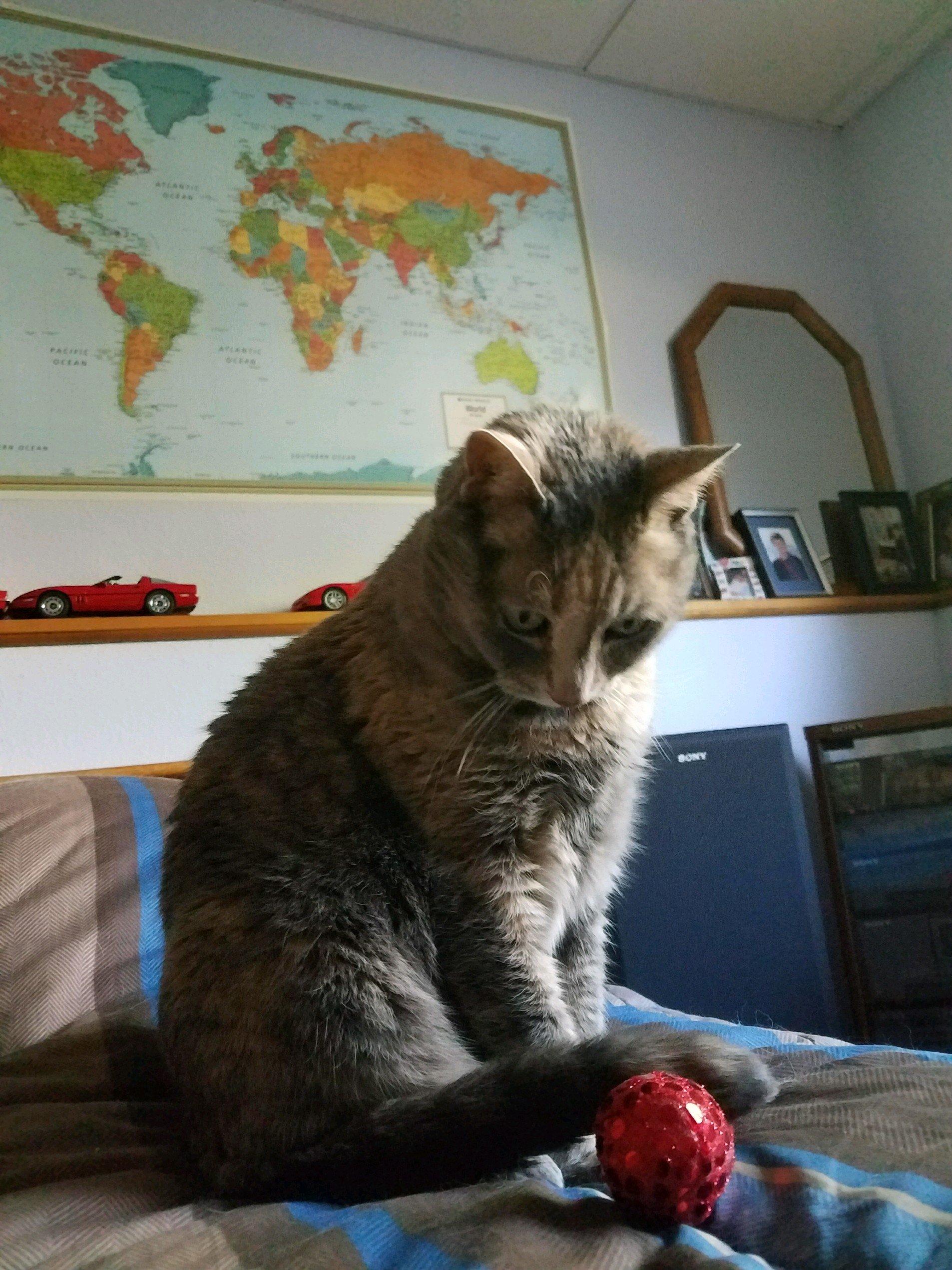 Gallery | Spokane, WA | The Cat’s Meow Feline Veterinary Clinic