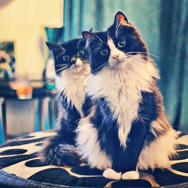 Gallery | Spokane, WA | The Cat’s Meow Feline Veterinary Clinic