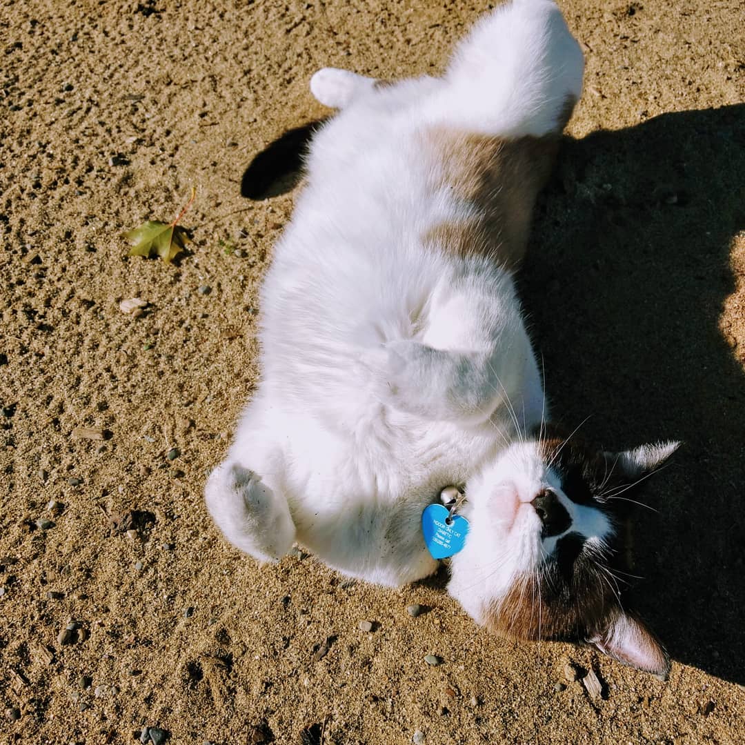 Gallery | Spokane, WA | The Cat’s Meow Feline Veterinary Clinic