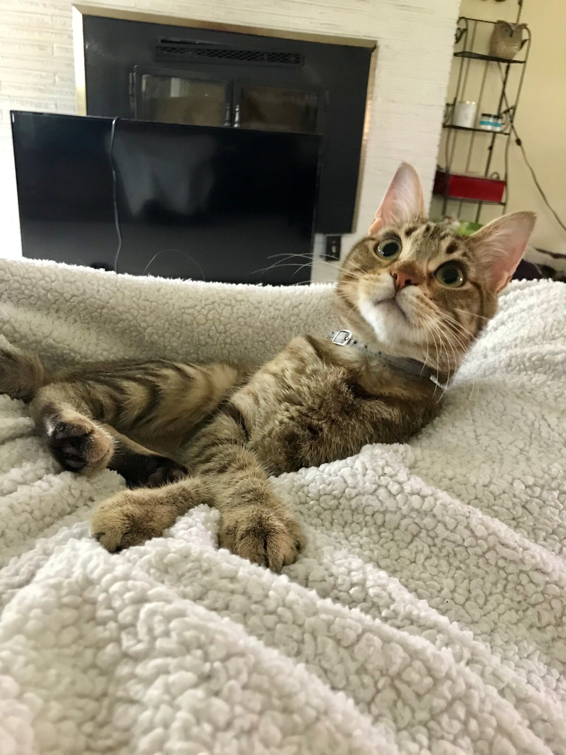 Gallery | Spokane, WA | The Cat’s Meow Feline Veterinary Clinic