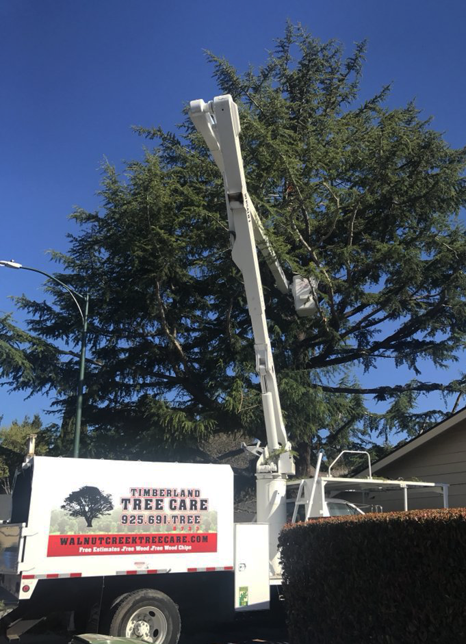 Timberland Tree Care Projects | Contra Costa County