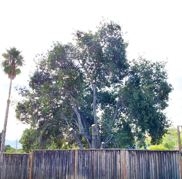 Timberland Tree Care Projects | Contra Costa County