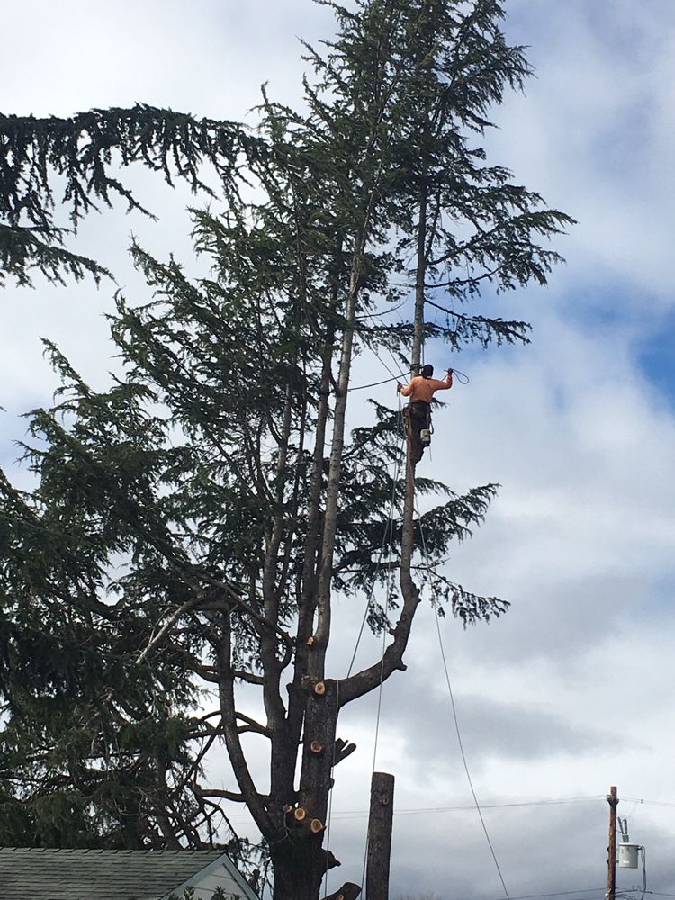 Timberland Tree Care Projects | Contra Costa County