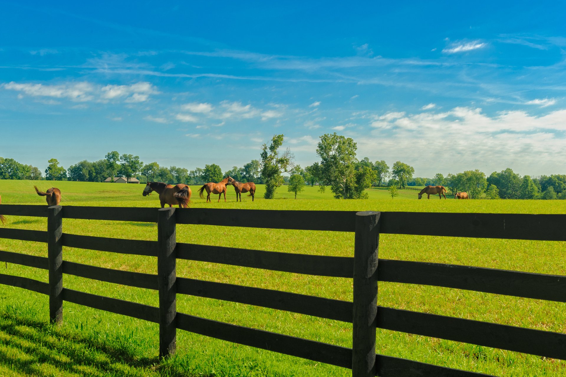 Loudoun County's Top-Rated Fence Builder | Rugged Fence