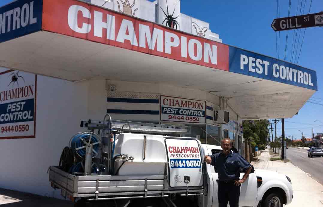 Pest Control Services in Perth | Champion Pest Control Pty Ltd