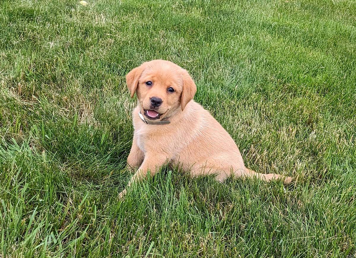Harvest View Labradors | Lab Pupplies
