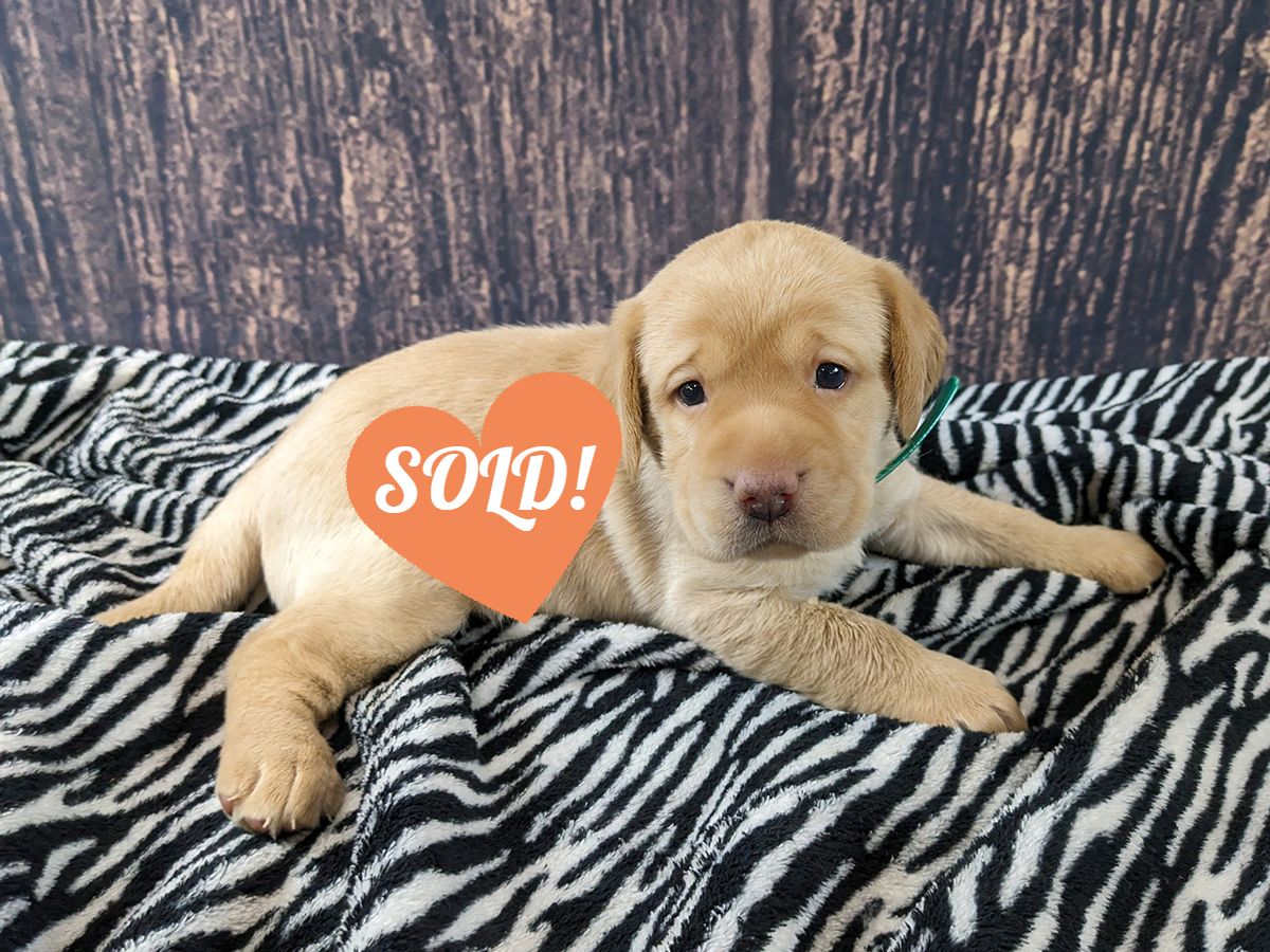 Harvest View Labradors | Lab Pupplies