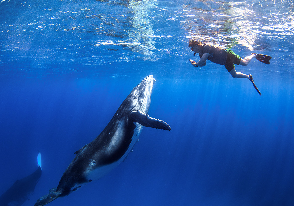 Images | Off the Grid Whale Swimming Tonga