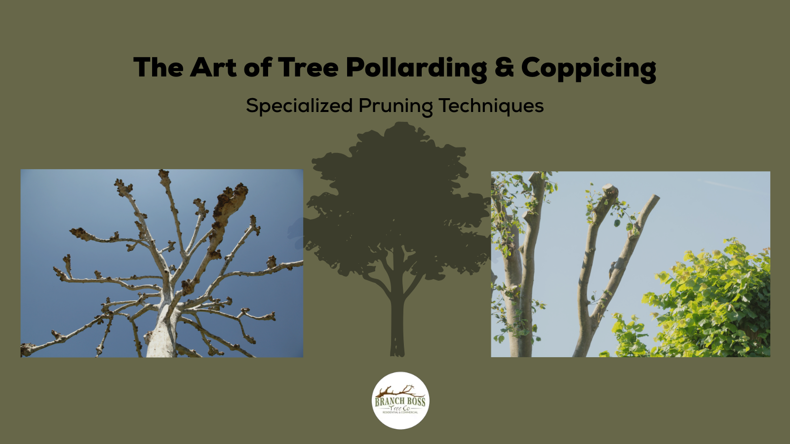 Tree Pollarding and Coppicing | Branch Boss Tree Co.