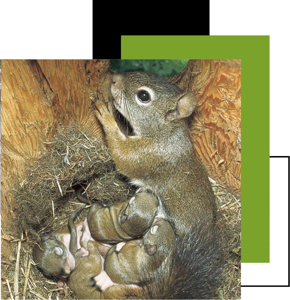 Critter Detective | Wildlife Removal | Cincinnati, OH