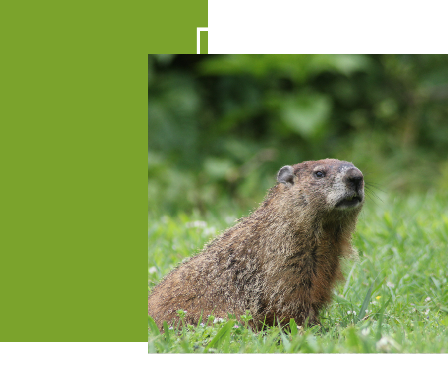 Groundhog Removal & Control | Critter Detective