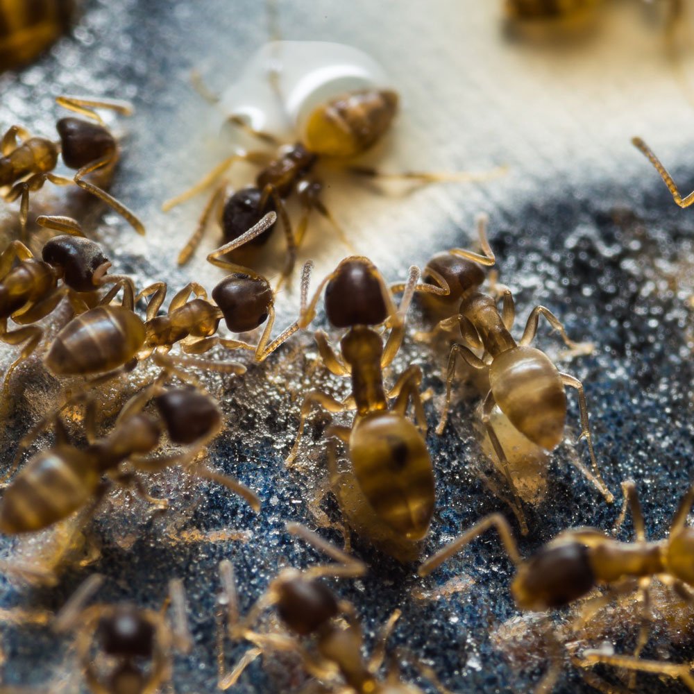 Professional Ant Removal | Biddeford, ME| Ares Pest Control