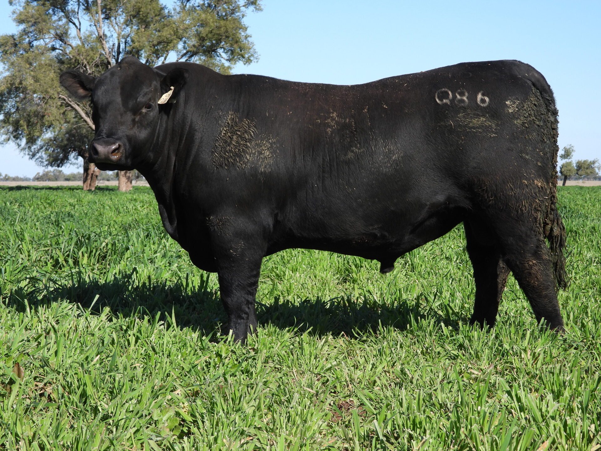 Kidman Angus | Angus Bull Dubbo Region