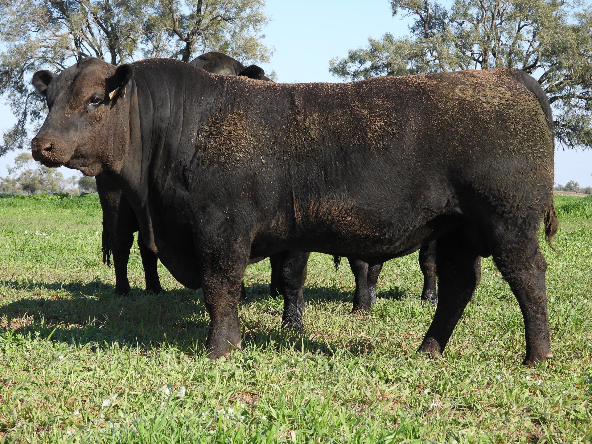 Kidman Angus | Angus Bull Dubbo Region